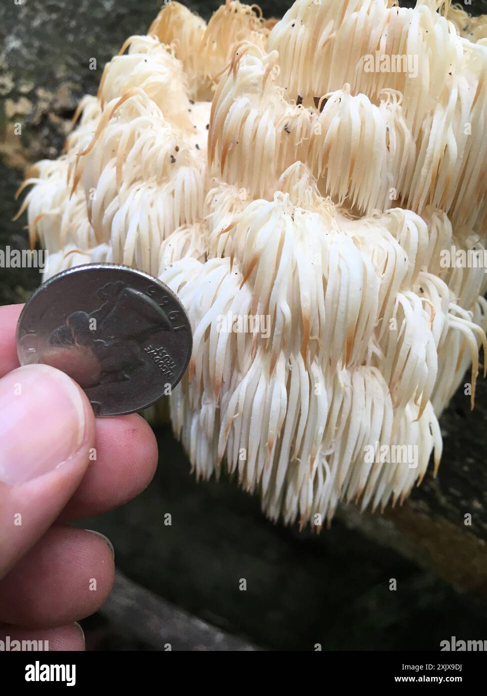 Bear's Head Tooth (Hericium americanum) Fungi Stock Photo - Alamy