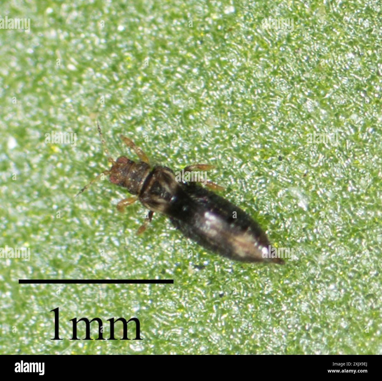 (Hercinothrips femoralis) Insecta Stock Photo - Alamy