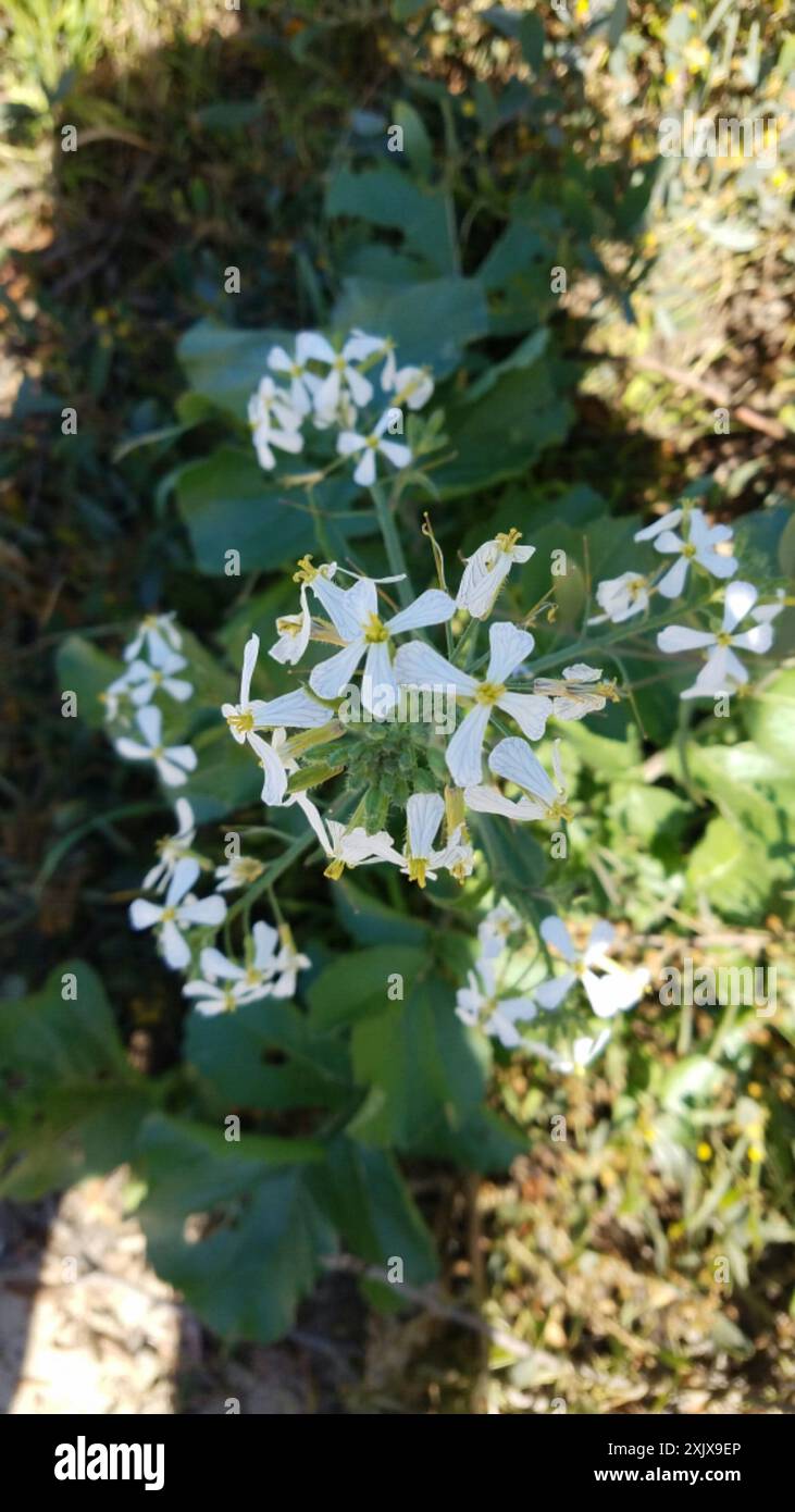 wild and domestic radish (Raphanus raphanistrum sativus) Plantae Stock ...