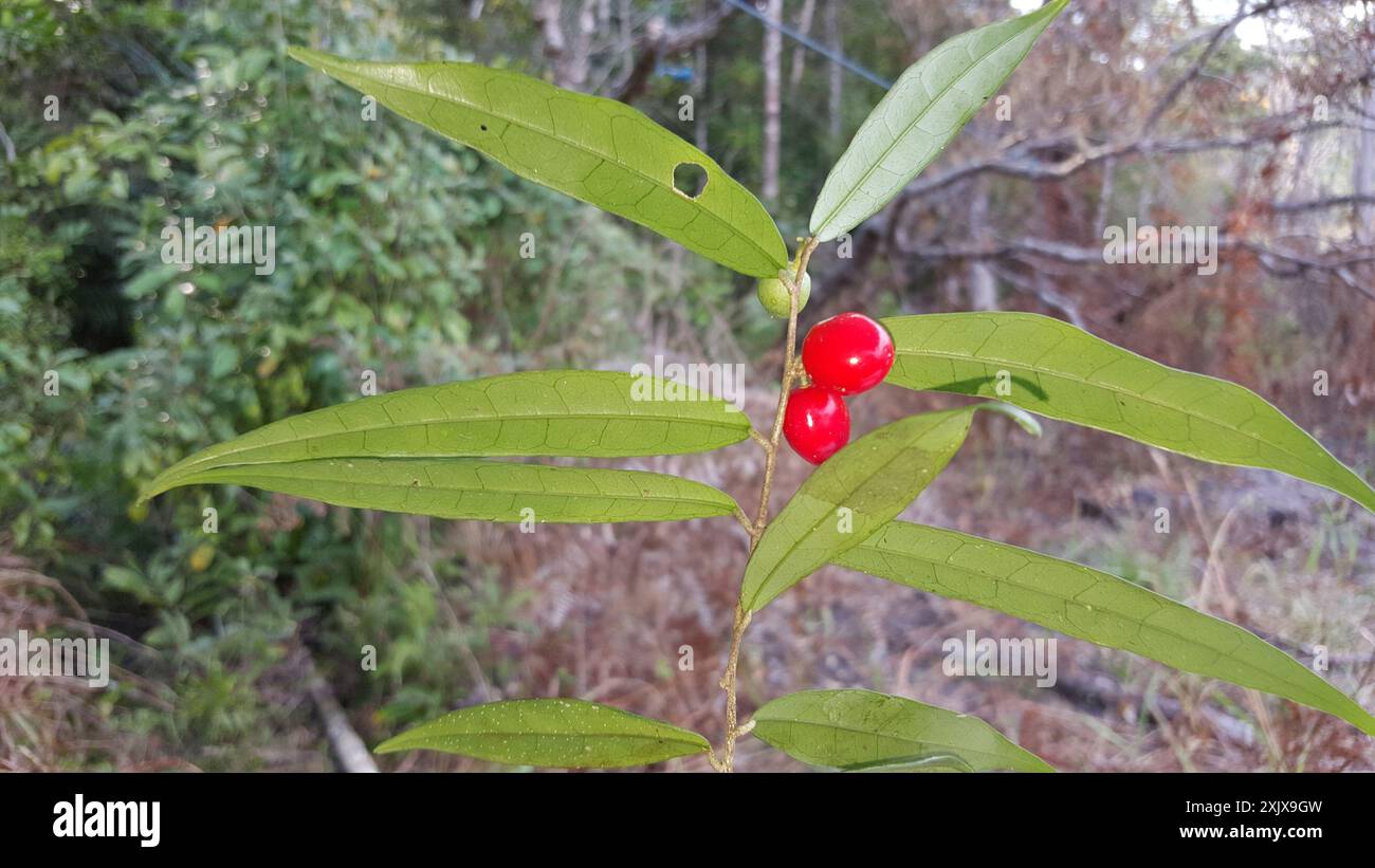 Icacinaceae hi-res stock photography and images - Alamy