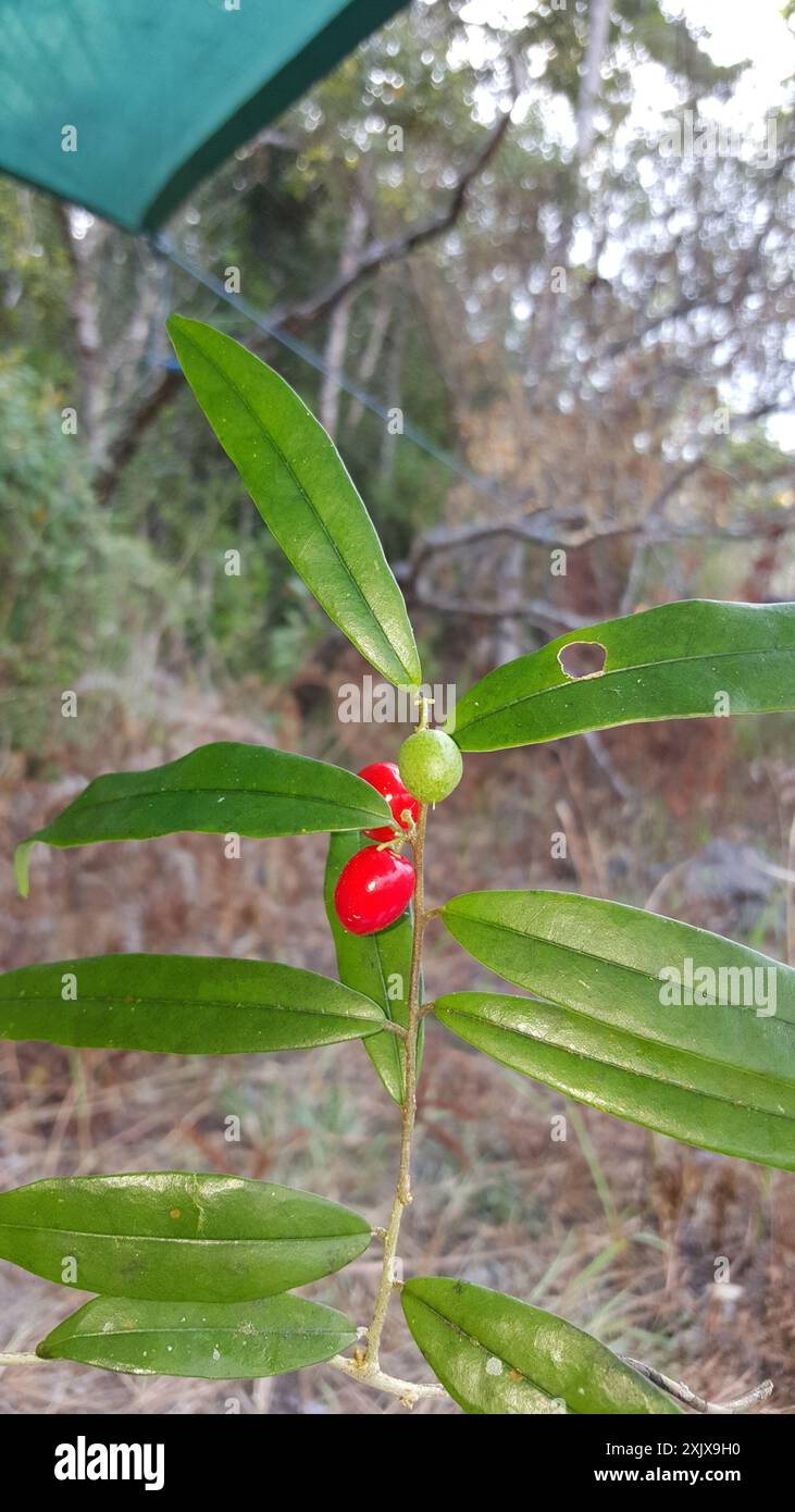icacina family (Icacinaceae) Plantae Stock Photo - Alamy