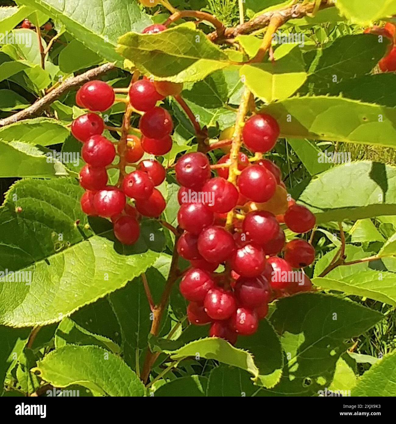 chokecherry (Prunus virginiana) Plantae Stock Photo - Alamy