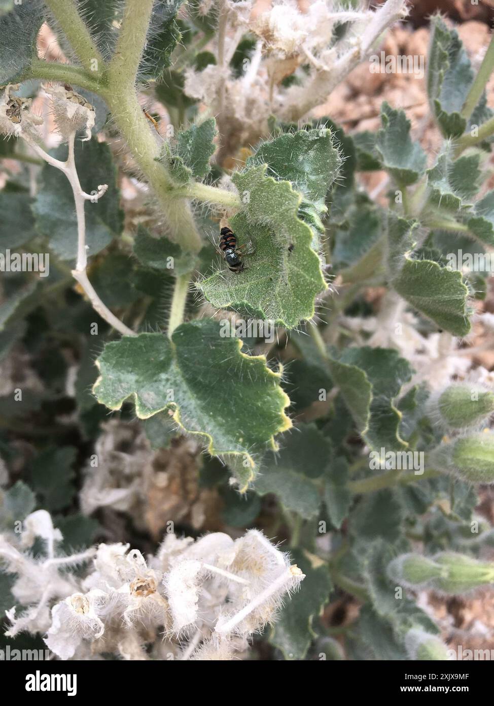 Large-tailed Aphideater (Eupeodes volucris) Insecta Stock Photo - Alamy