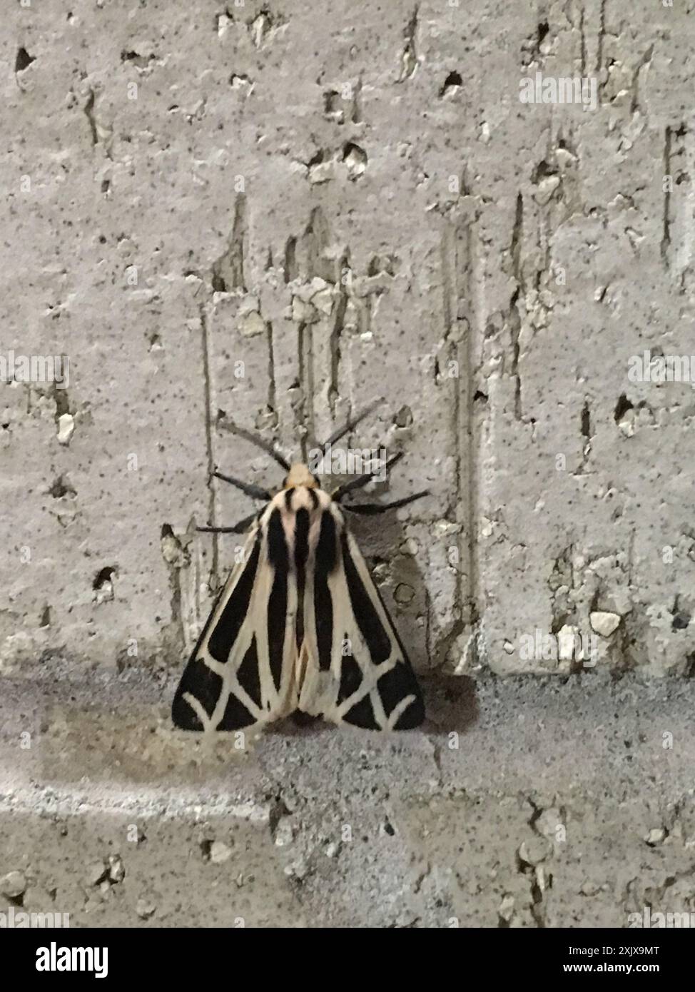 Harnessed moth hi-res stock photography and images - Alamy
