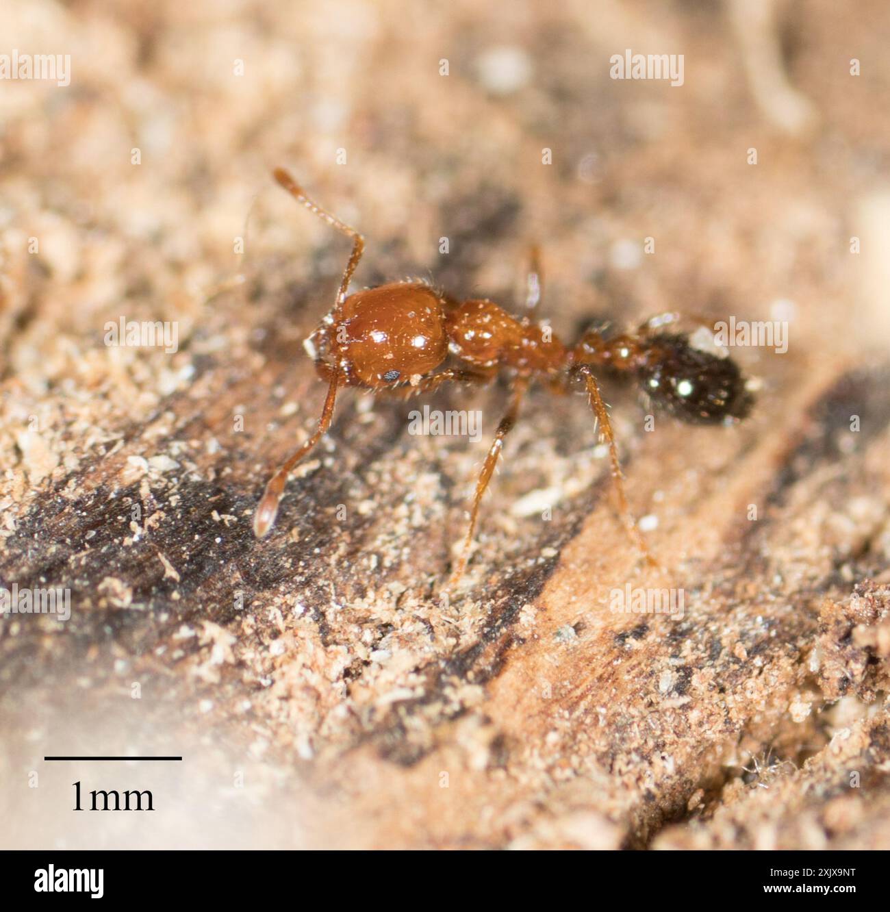 Southern Fire Ant (Solenopsis xyloni) Insecta Stock Photo - Alamy