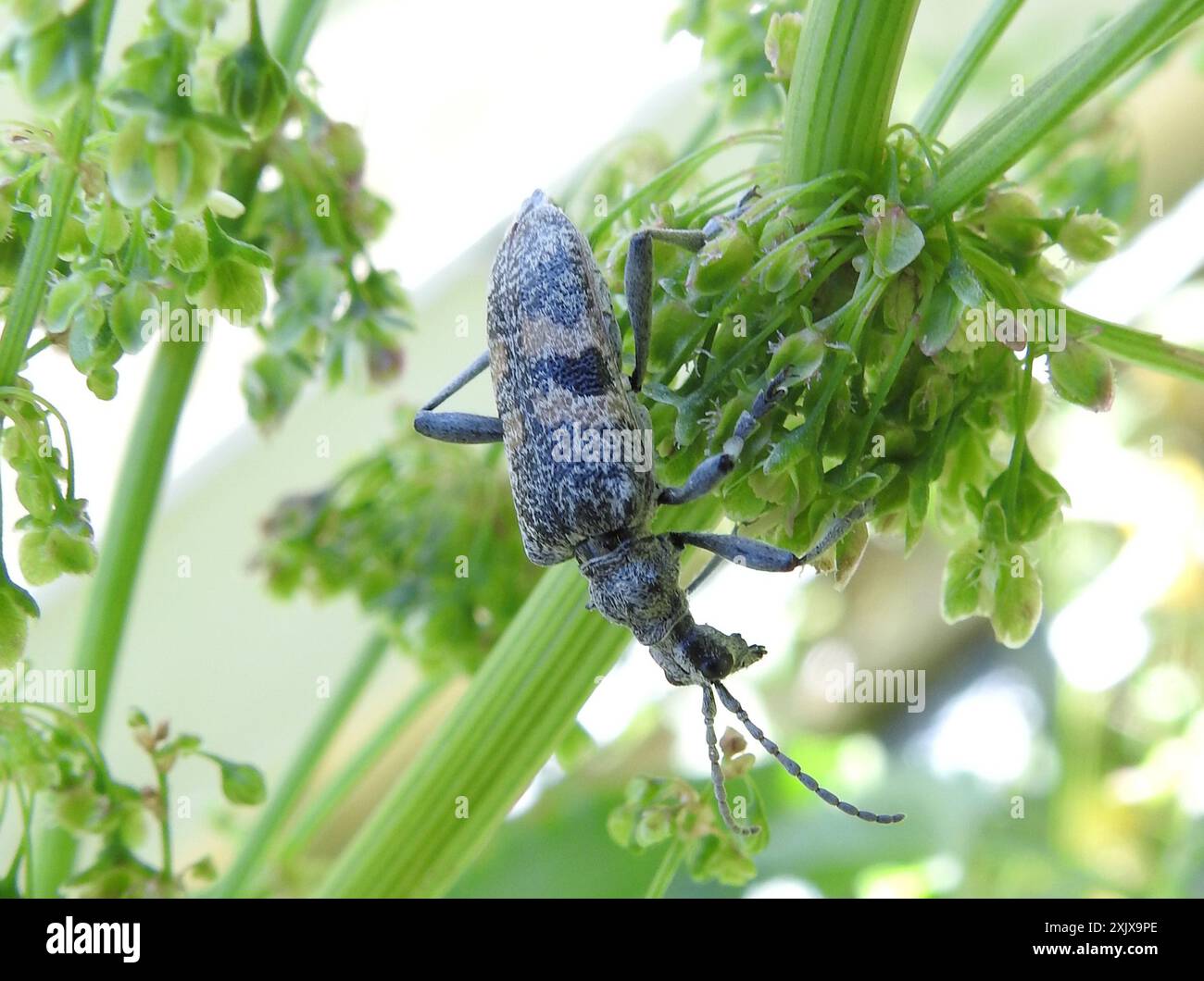 Blackspotted Longhorn Beetle (Rhagium mordax) Insecta Stock Photo - Alamy