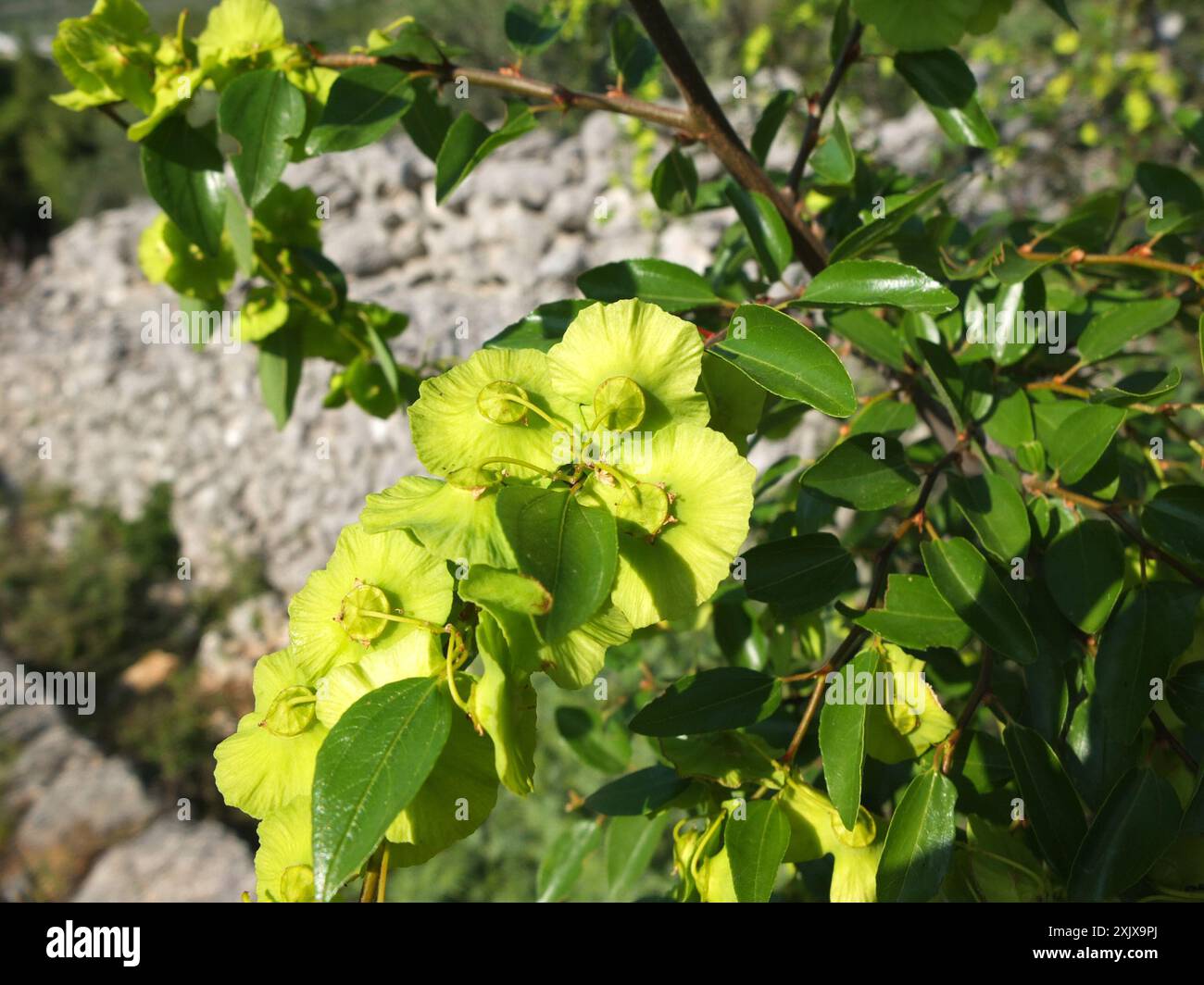 Jerusalem Thorn (Paliurus spina-christi) Plantae Stock Photo - Alamy