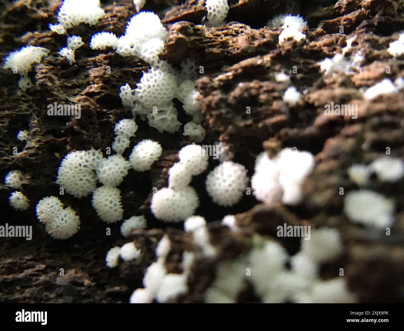 Honeycomb Coral Slime Mold (Ceratiomyxa fruticulosa) Protozoa Stock ...