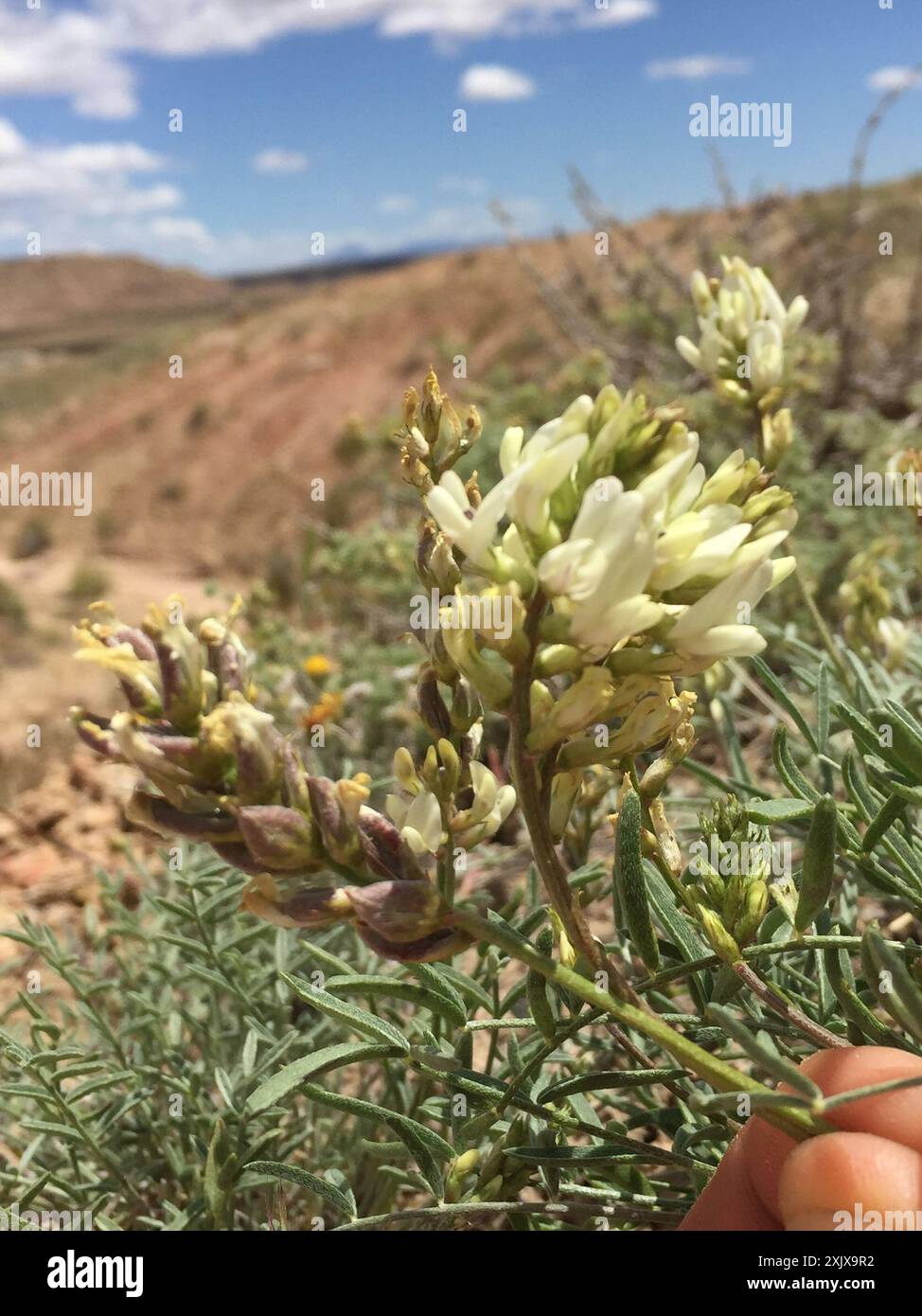 Yellow Milkvetch (Astragalus flavus) Plantae Stock Photo - Alamy