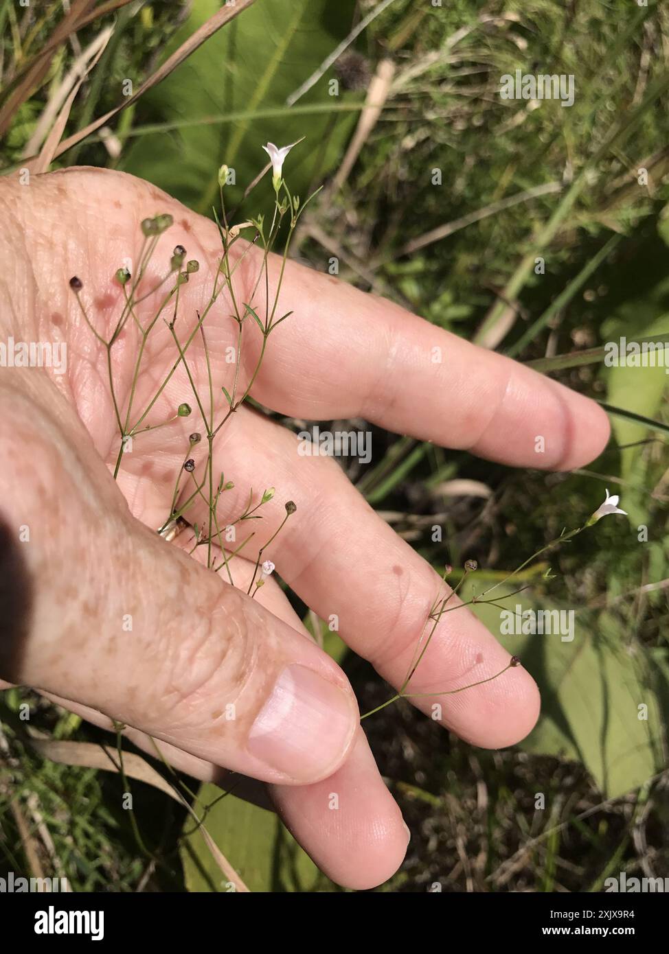 narrowleaf bluet (Houstonia longifolia tenuifolia) Plantae Stock Photo ...