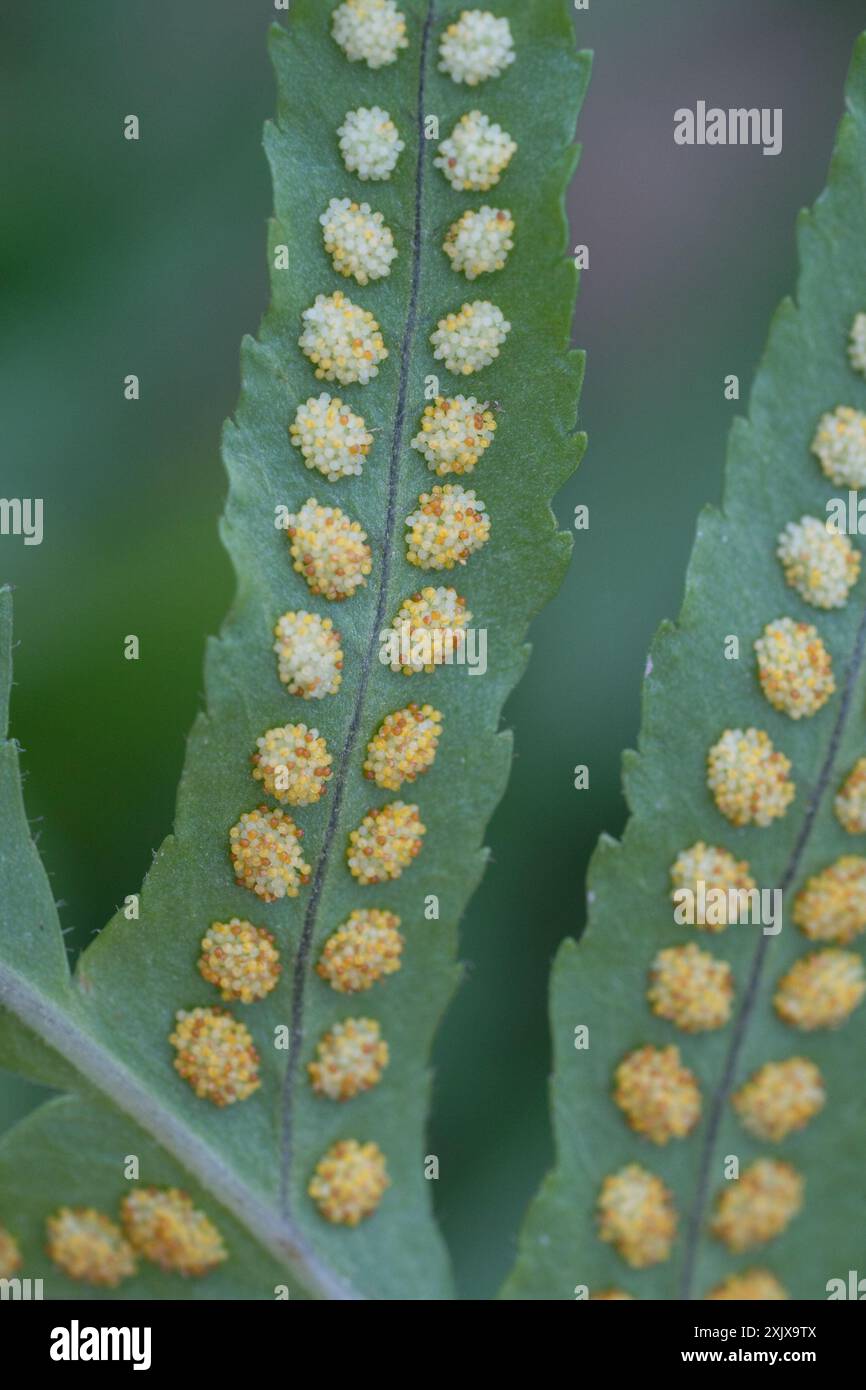 California Polypody (Polypodium californicum) Plantae Stock Photo - Alamy
