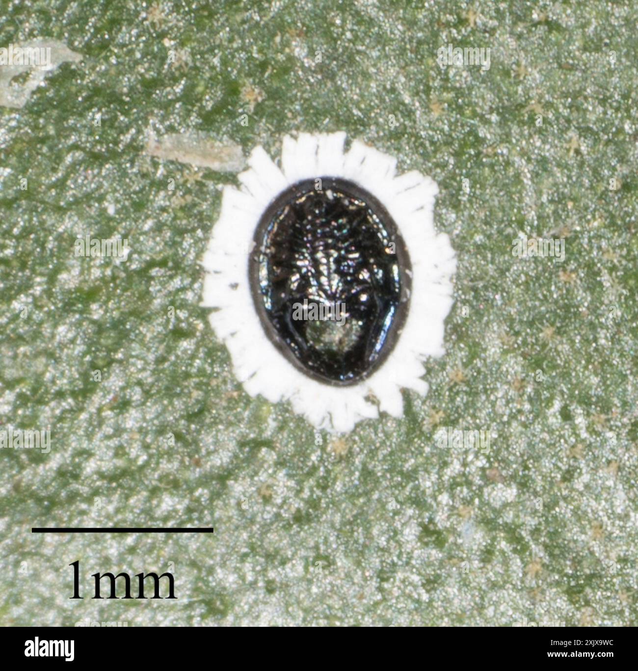 Whiteflies (Aleyrodidae) Insecta Stock Photo - Alamy