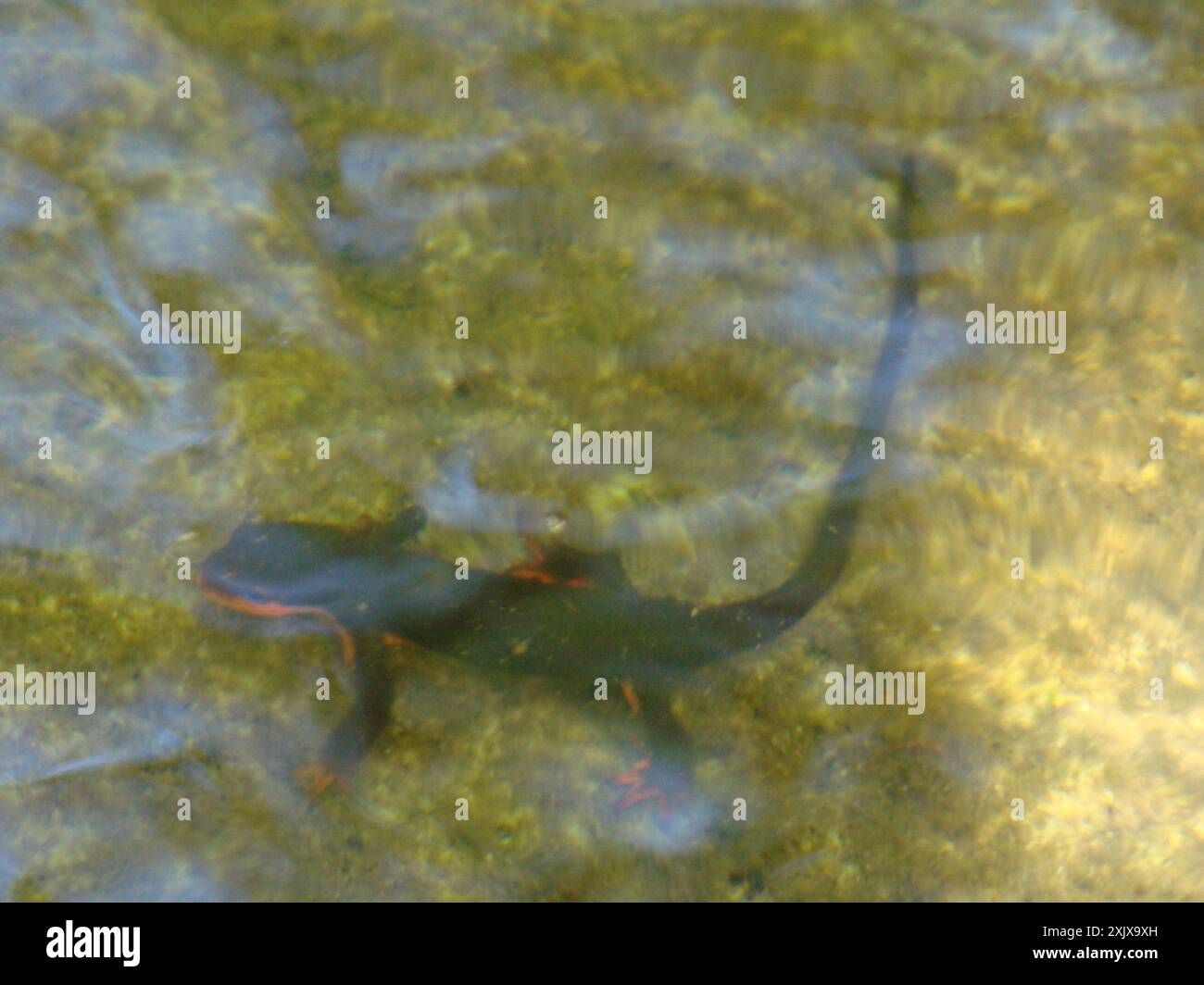 Red-bellied Newt (Taricha rivularis) Amphibia Stock Photo - Alamy