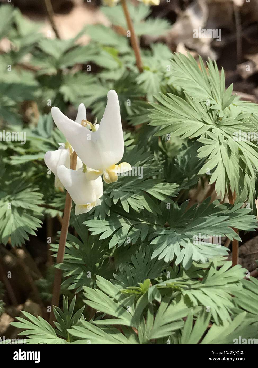 Dutchman's breeches (Dicentra cucullaria) Plantae Stock Photo - Alamy