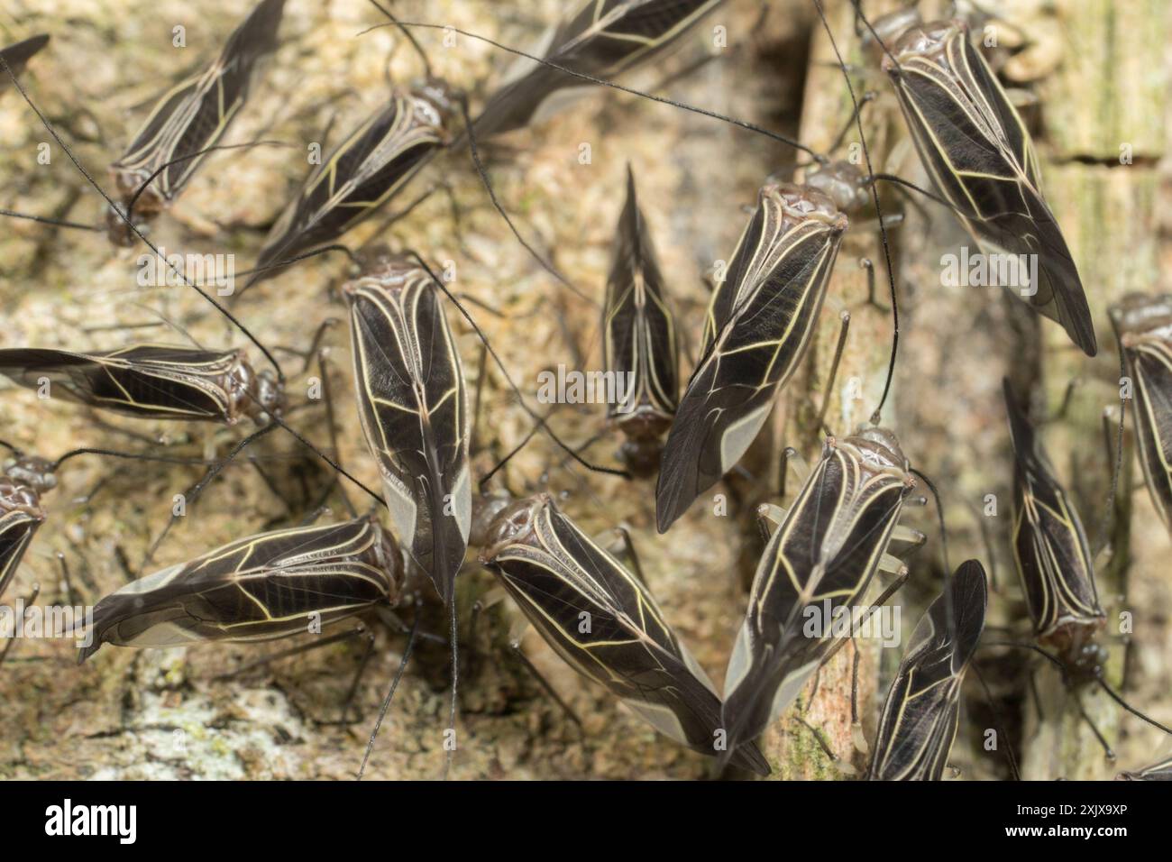 Tree Cattle (Cerastipsocus venosus) Insecta Stock Photo - Alamy