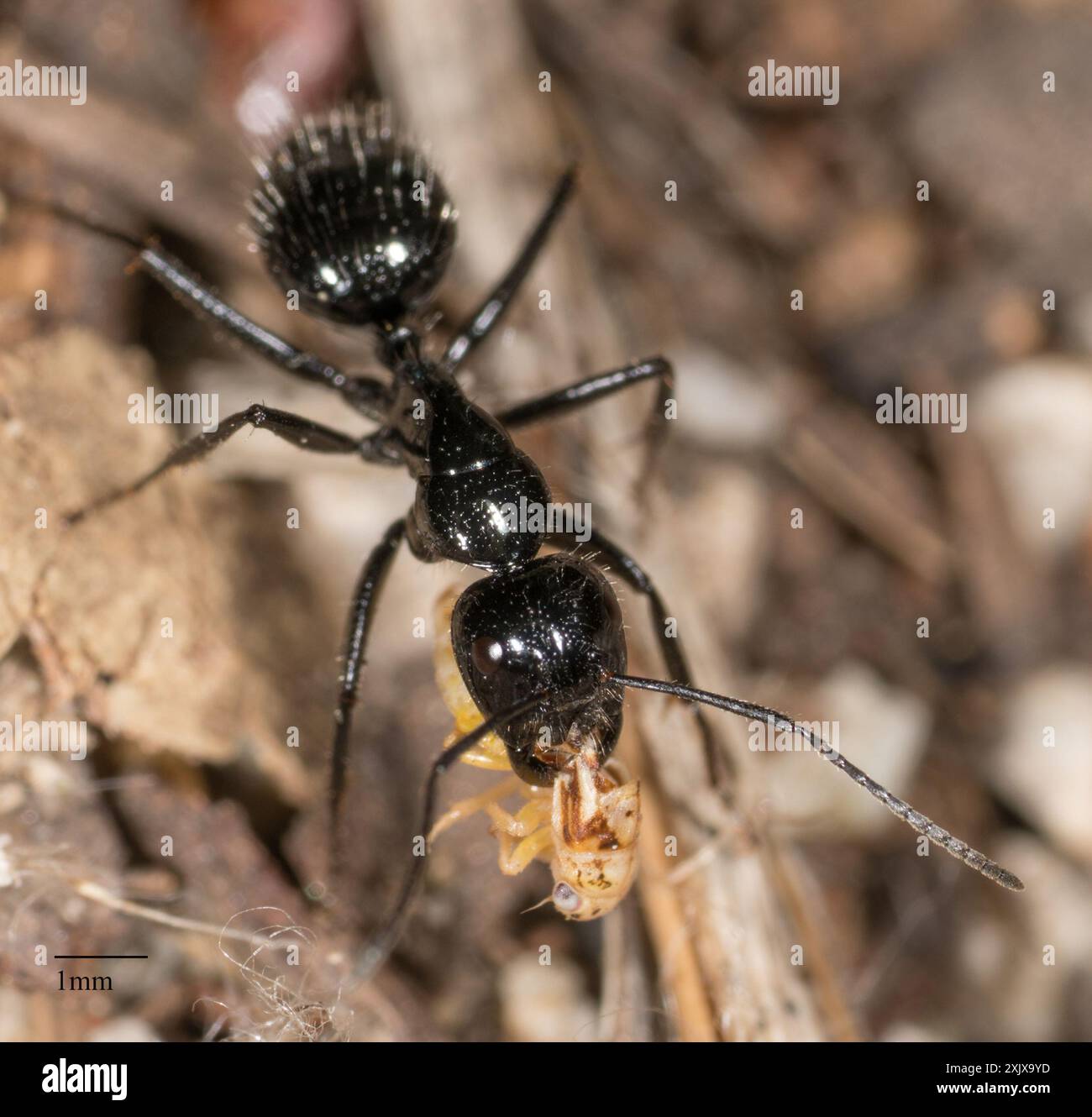 Hairy Smooth Carpenter Ant (Camponotus laevissimus) Insecta Stock Photo ...