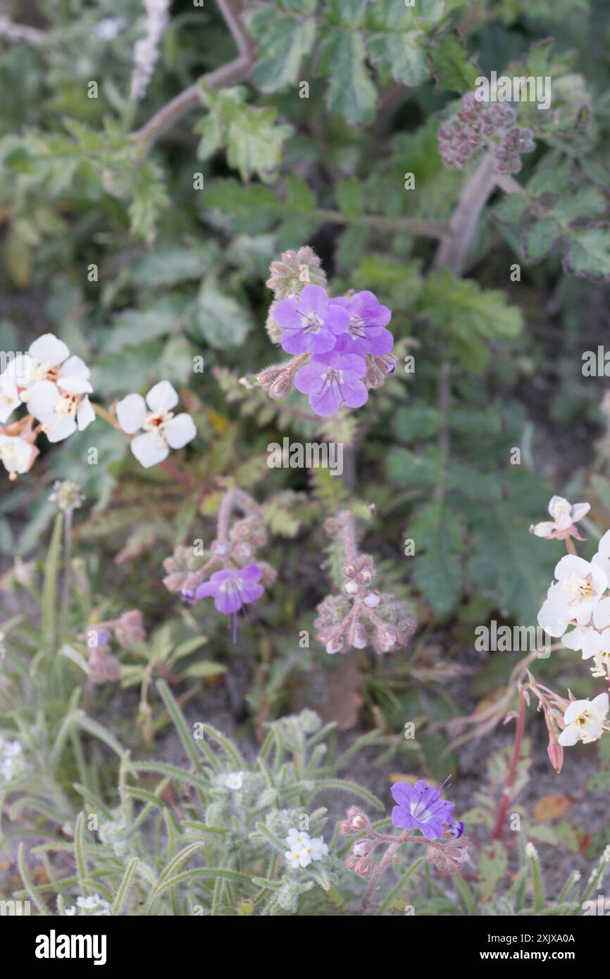 Notch-leaf Scorpionweed (Phacelia crenulata) Plantae Stock Photo - Alamy