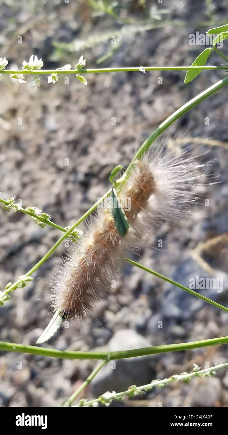 Salt Marsh Moth (Estigmene acrea) Insecta Stock Photo - Alamy