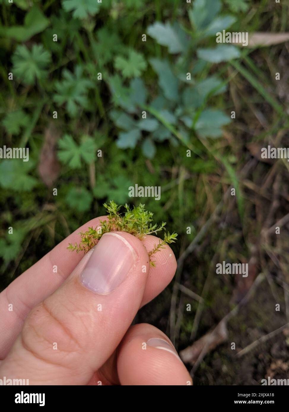 Long-leaved Thread Moss (Ptychostomum pseudotriquetrum) Plantae Stock ...