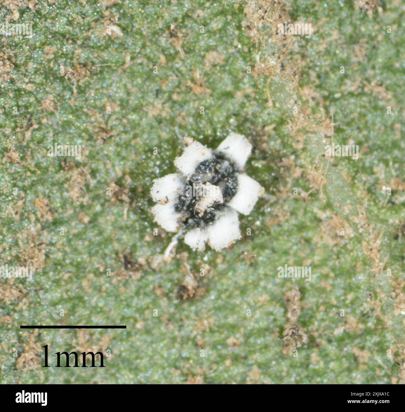 Crown Whitefly (Aleuroplatus coronata) Insecta Stock Photo - Alamy