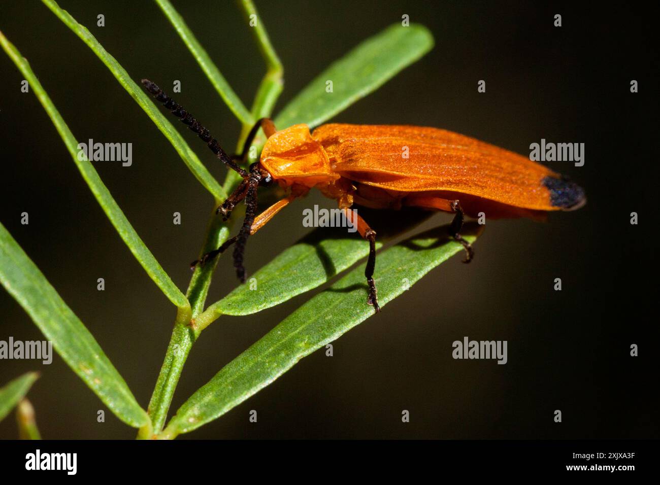 Arizona Net-winged Beetle (Lycus arizonensis) Insecta Stock Photo - Alamy