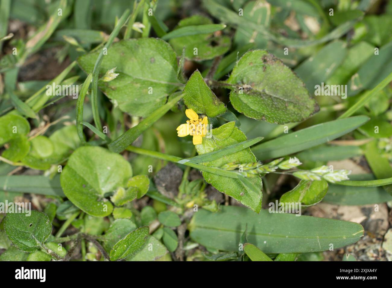 straggler daisy (Calyptocarpus vialis) Plantae Stock Photo - Alamy