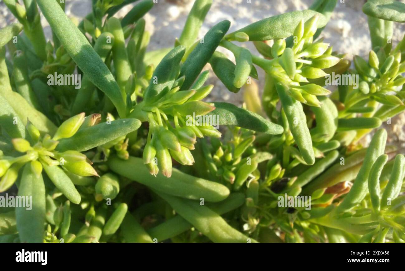 desert rockpurslane (Cistanthe ambigua) Plantae Stock Photo - Alamy