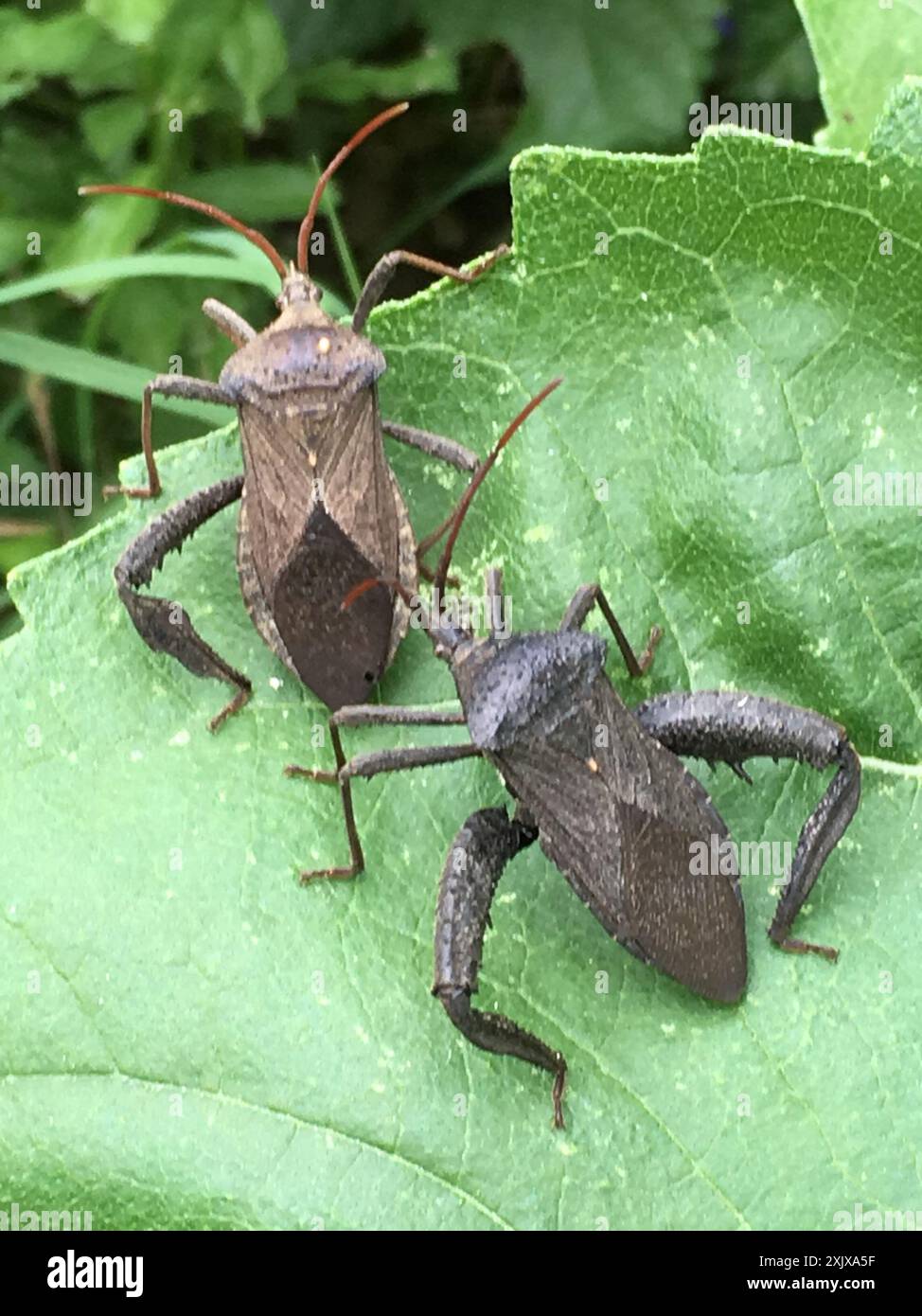 Florida Leaf-footed Bug (Acanthocephala femorata) Insecta Stock Photo ...