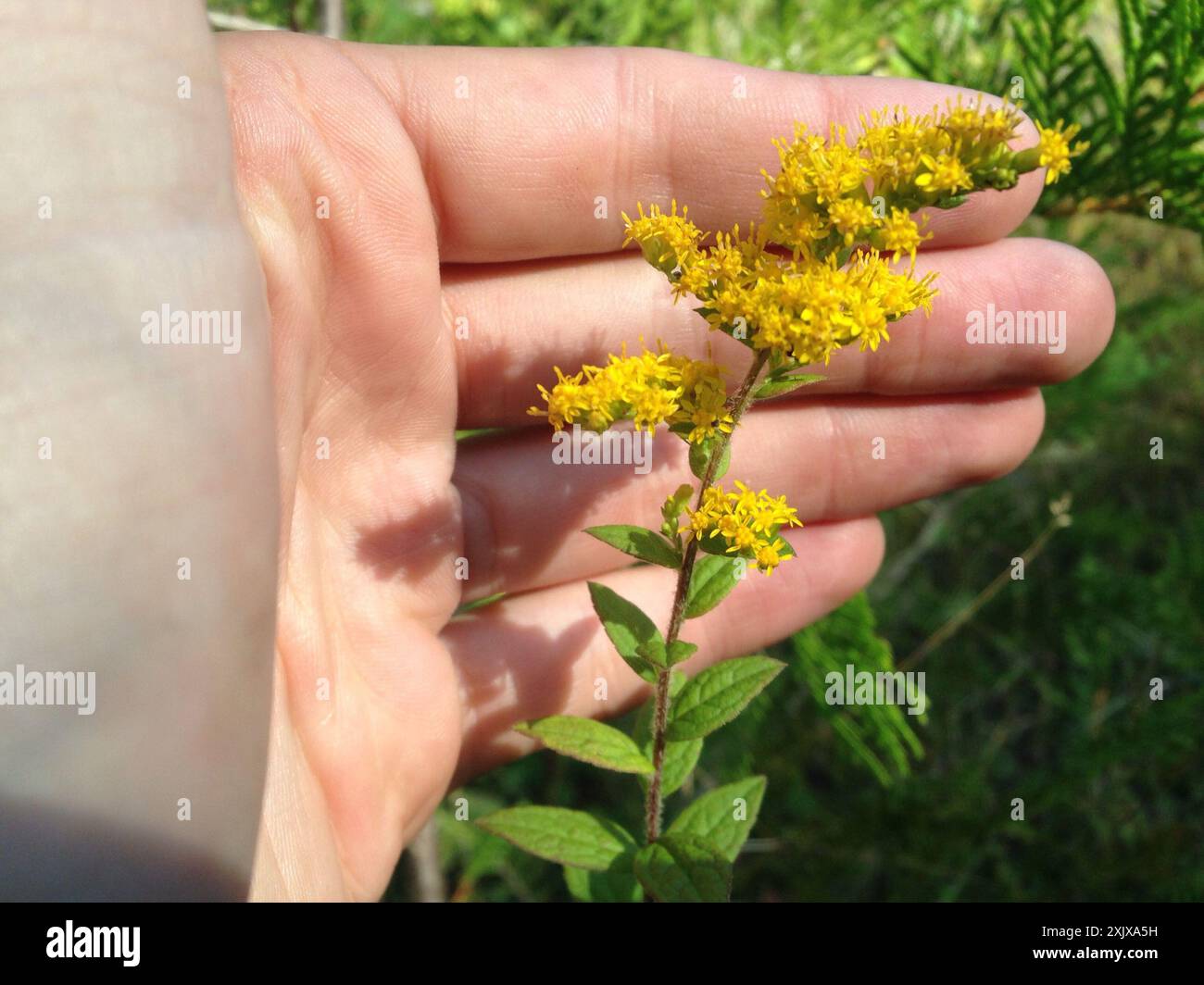 common wrinkle-leaved goldenrod (Solidago rugosa) Plantae Stock Photo ...