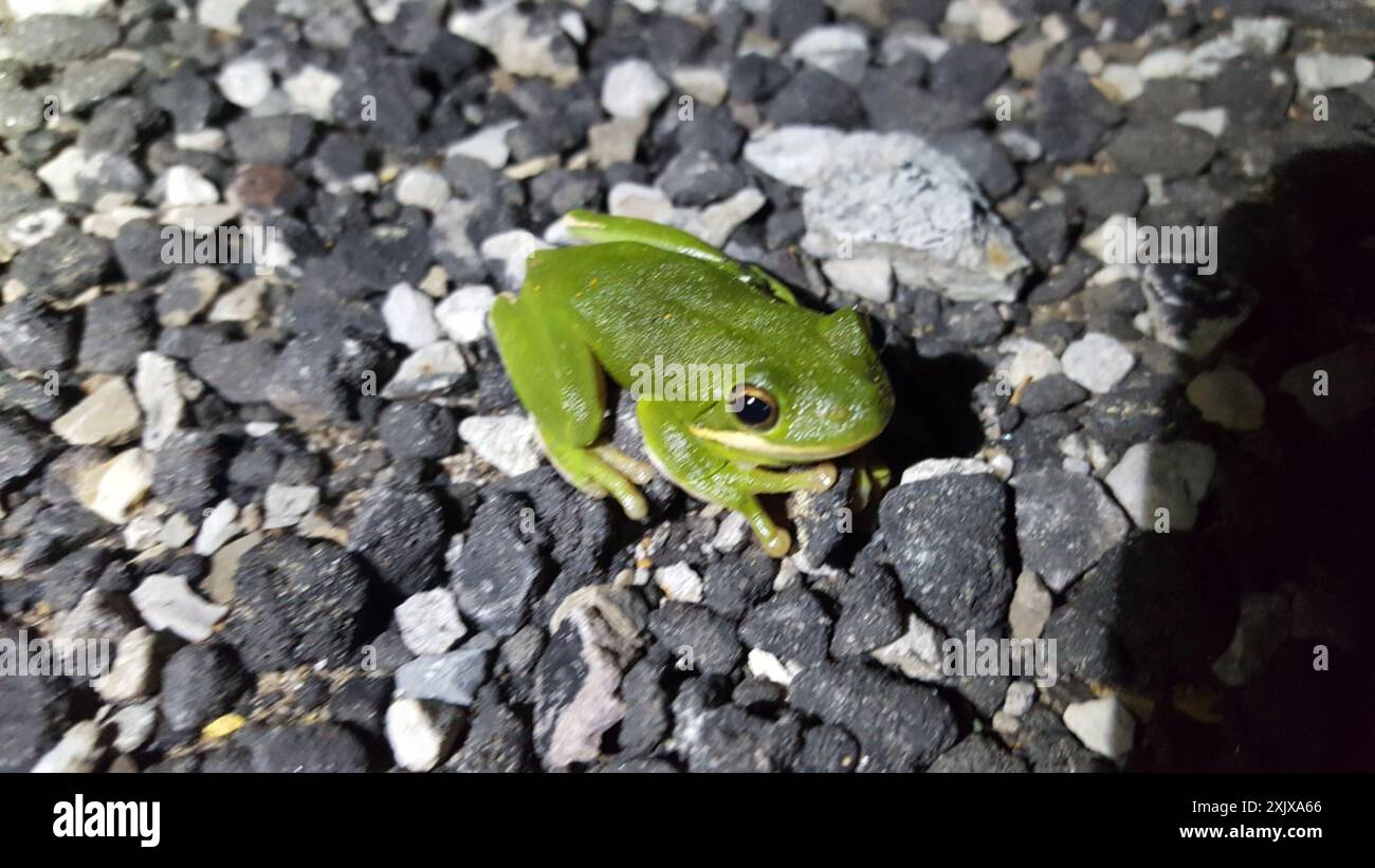 Green Treefrog (Hyla cinerea) Amphibia Stock Photo - Alamy