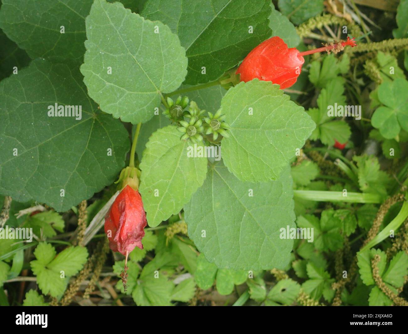 Turk's cap (Malvaviscus arboreus) Plantae Stock Photo - Alamy