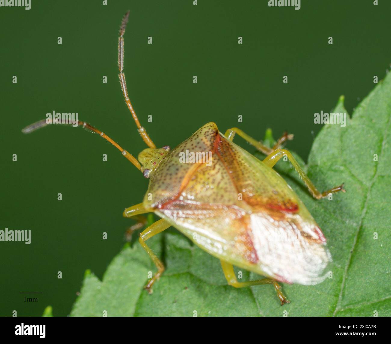 Stink Bugs, Shield Bugs, and Allies (Pentatomoidea) Insecta Stock Photo ...