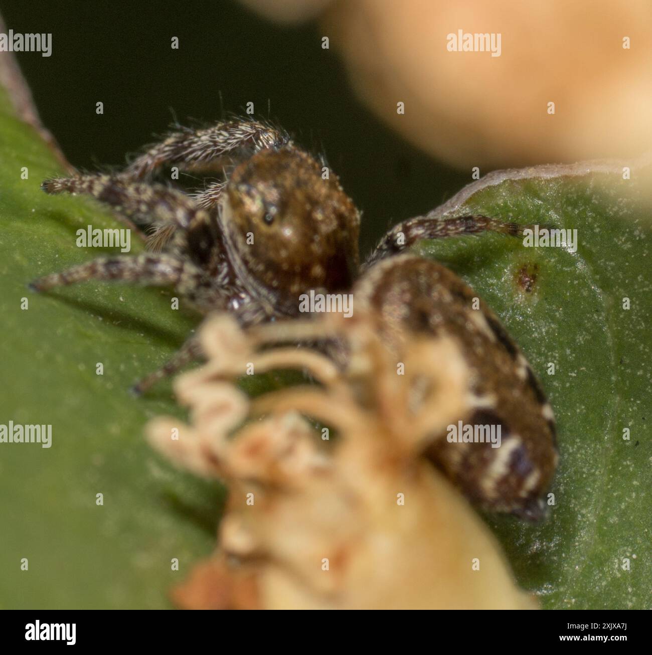 Jumping Spiders (Salticidae) Arachnida Stock Photo - Alamy