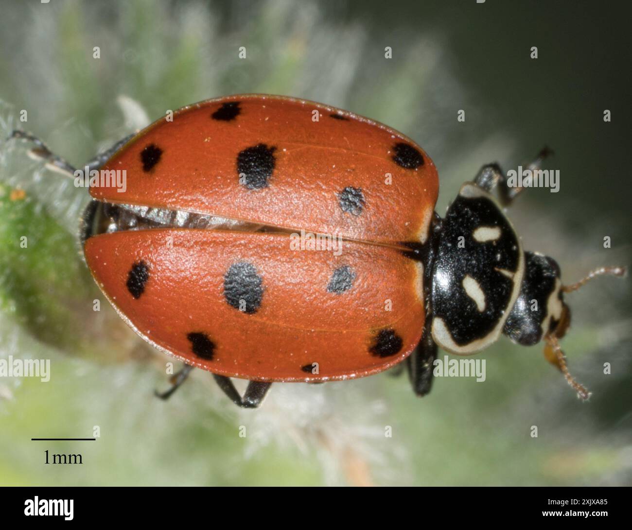 Convergent Lady Beetle (Hippodamia convergens) Insecta Stock Photo - Alamy