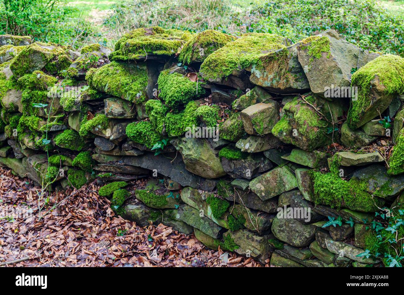 Hand made dry stone wall covered in green moss and dead leaves at its ...