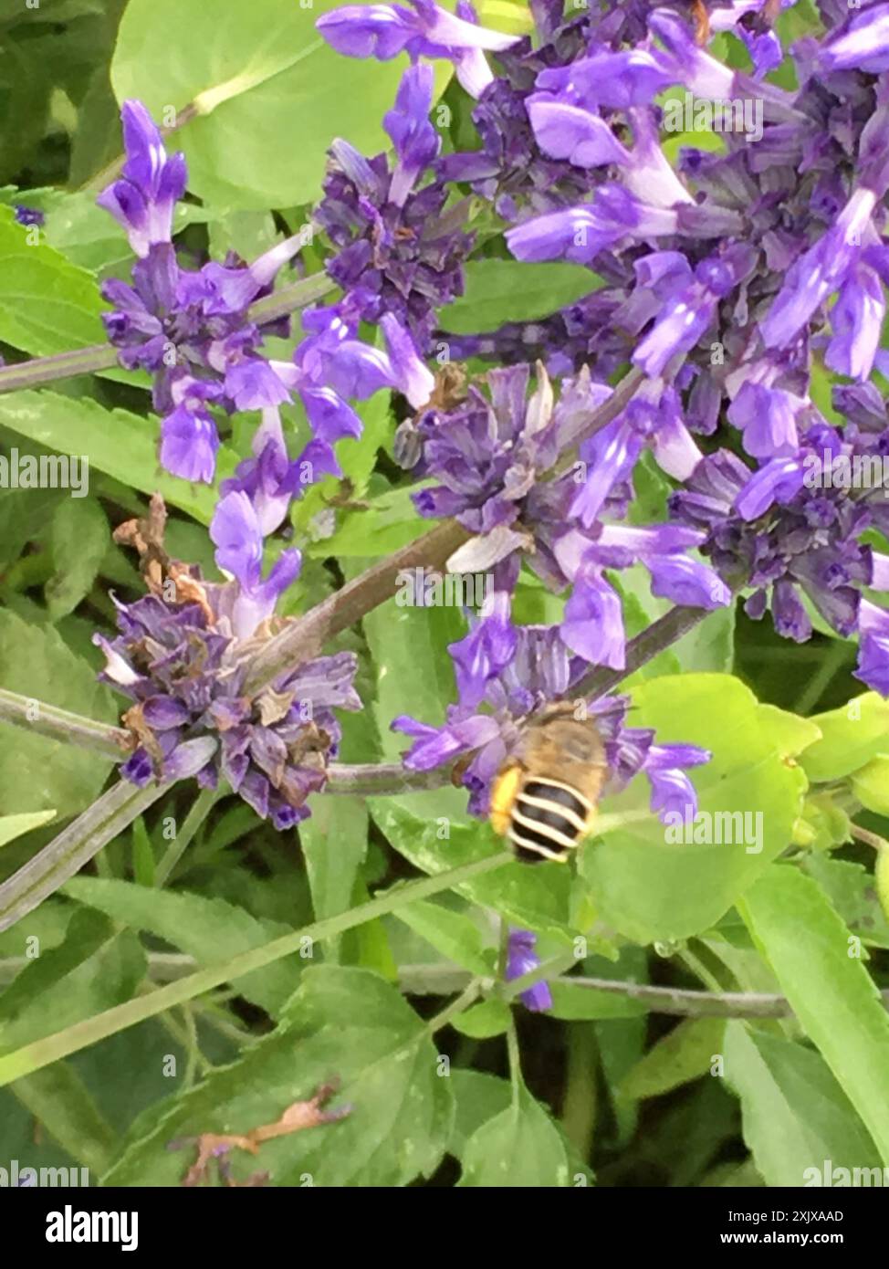 California Digger Bee (Anthophora californica) Insecta Stock Photo - Alamy