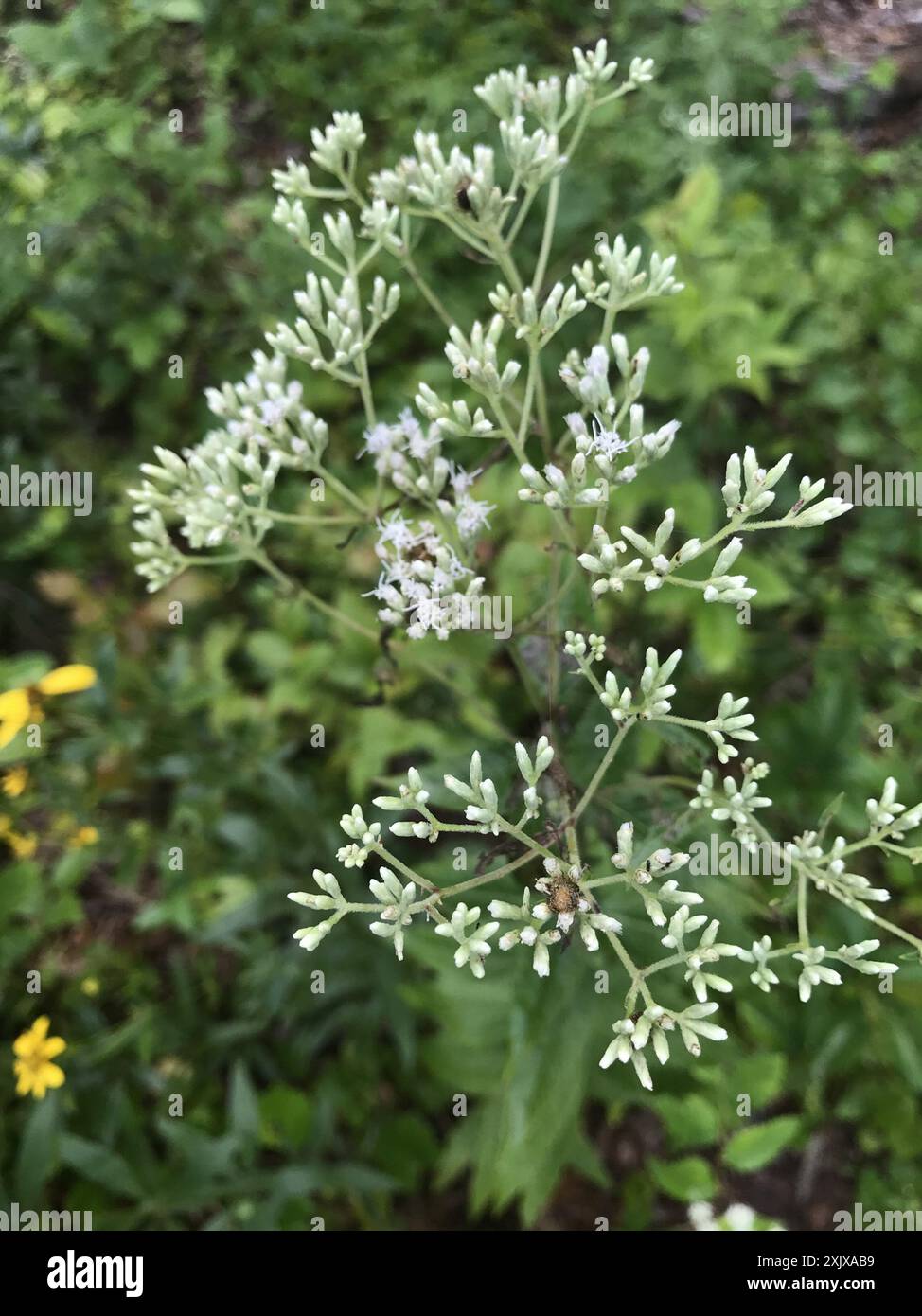 Godfrey's thoroughwort (Eupatorium godfreyanum) Plantae Stock Photo - Alamy
