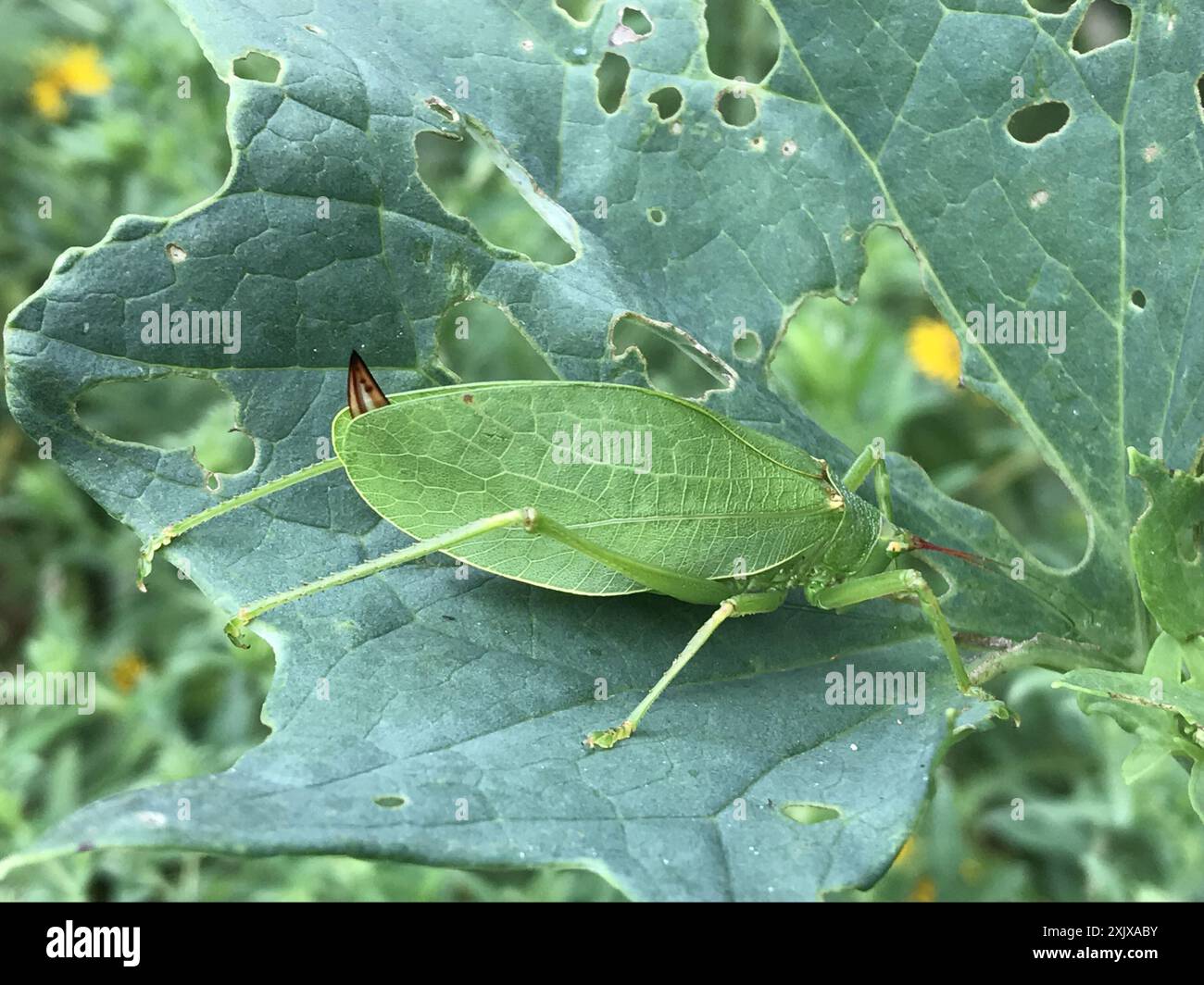 Common True Katydid (Pterophylla camellifolia) Insecta Stock Photo - Alamy