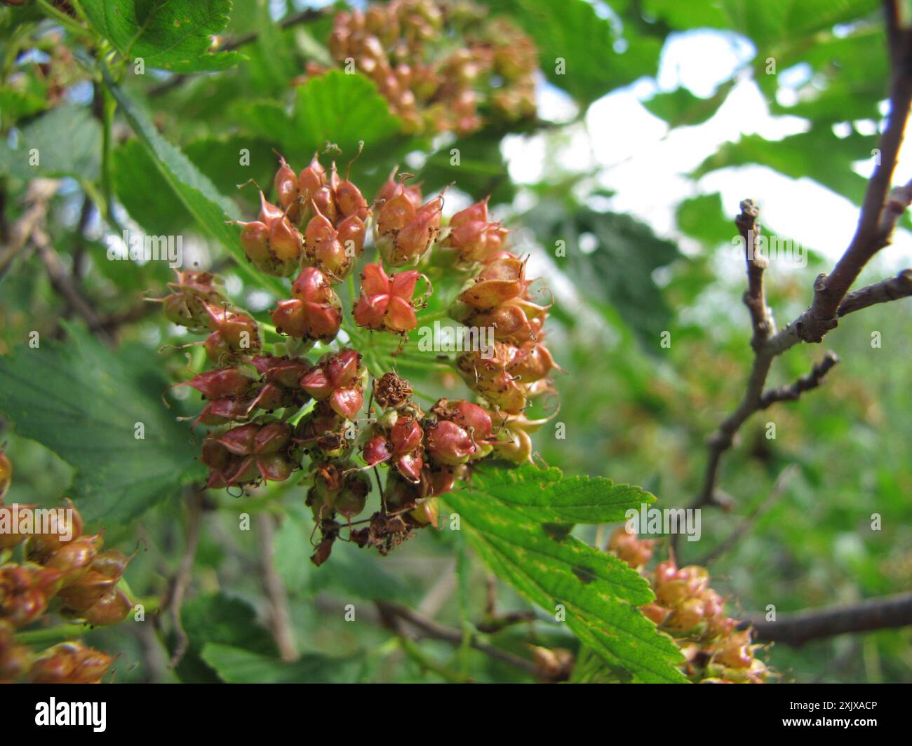 common ninebark (Physocarpus opulifolius) Plantae Stock Photo - Alamy