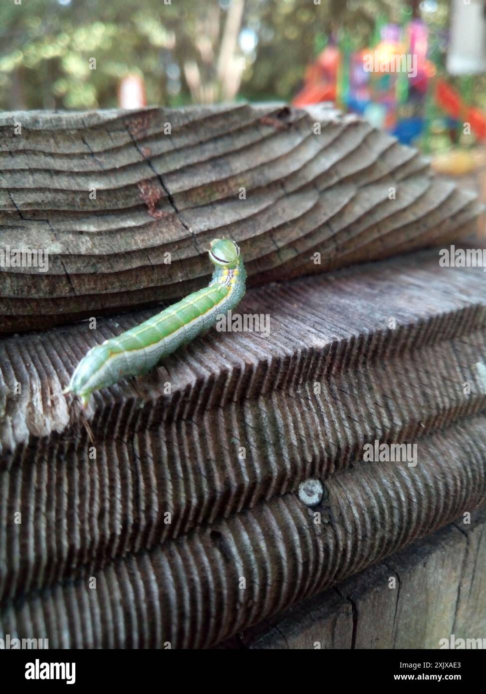 Variable Oakleaf Caterpillar Moth (Lochmaeus manteo) Insecta Stock ...