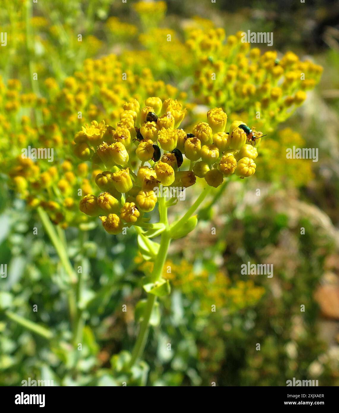 Poorflower Babooncabbage (Othonna parviflora) Plantae Stock Photo - Alamy