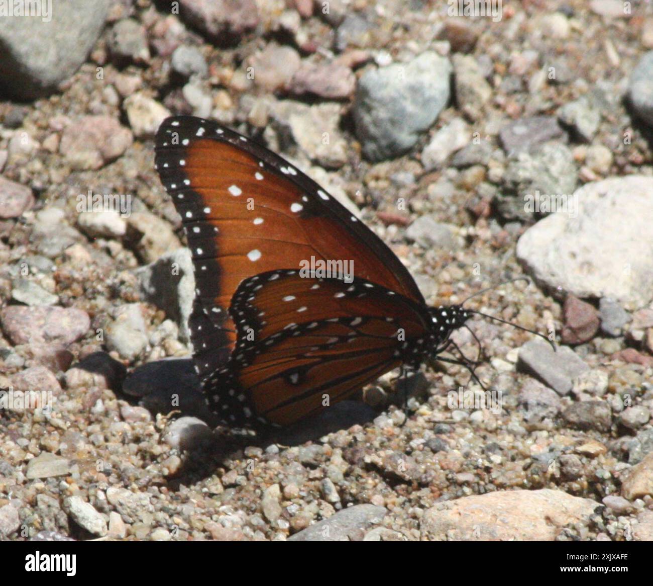 Queen (Danaus gilippus) Insecta Stock Photo - Alamy