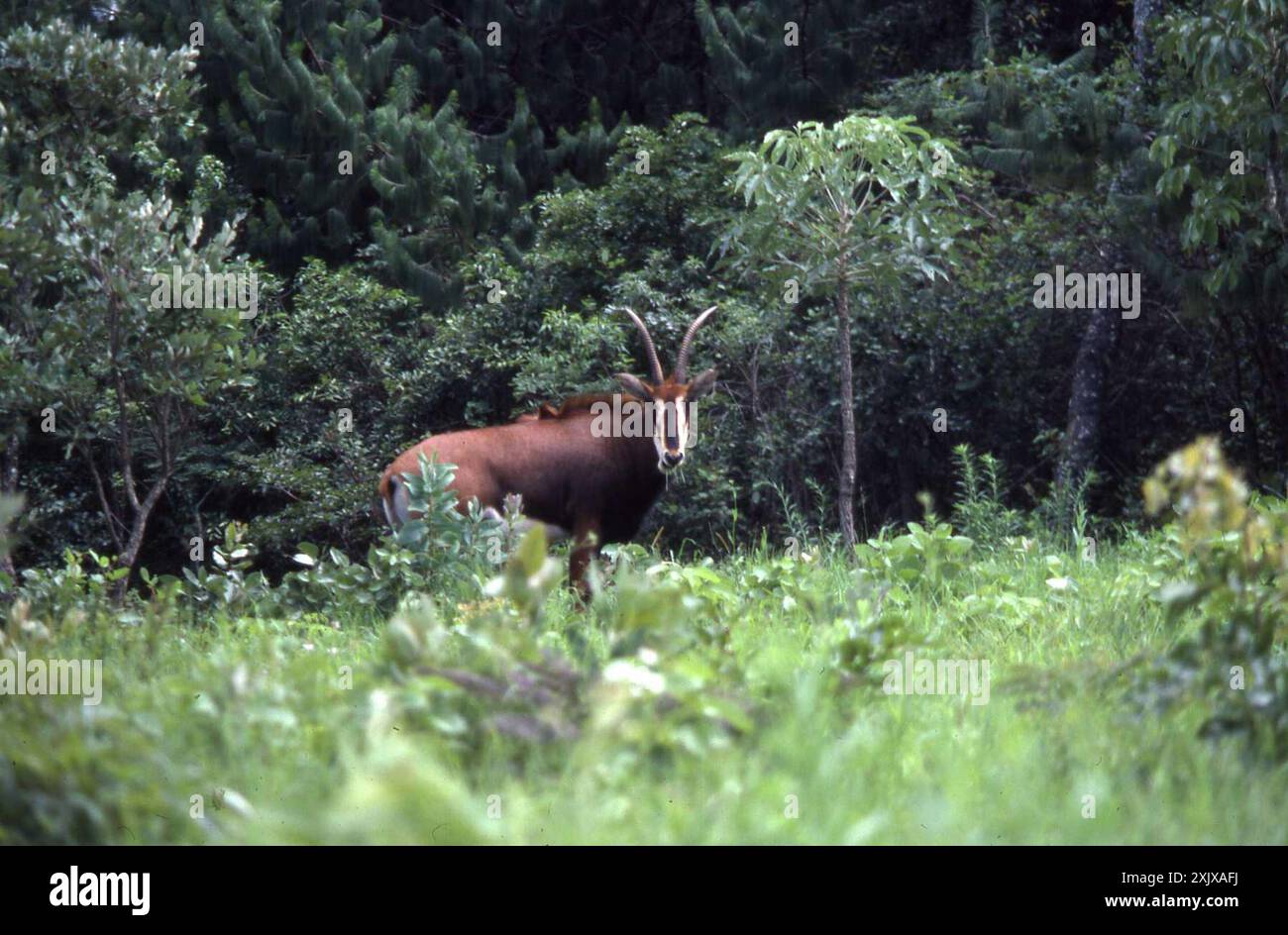 Hippotragus niger kirkii hi-res stock photography and images - Alamy