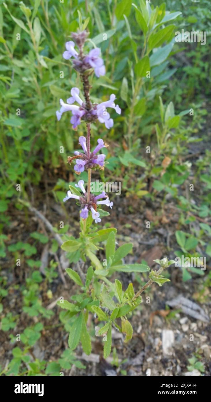 black sage (Salvia mellifera) Plantae Stock Photo - Alamy