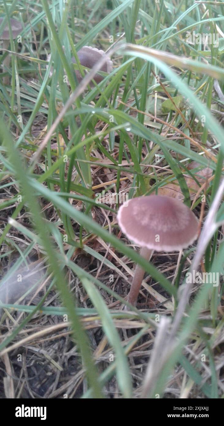 Mower's Mushroom (Panaeolus foenisecii) Fungi Stock Photo - Alamy
