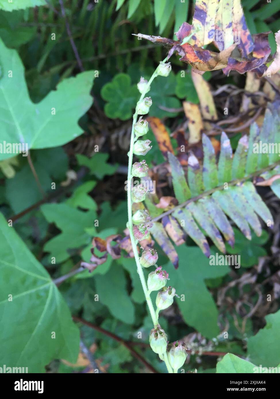 fringe cups (Tellima grandiflora) Plantae Stock Photo - Alamy
