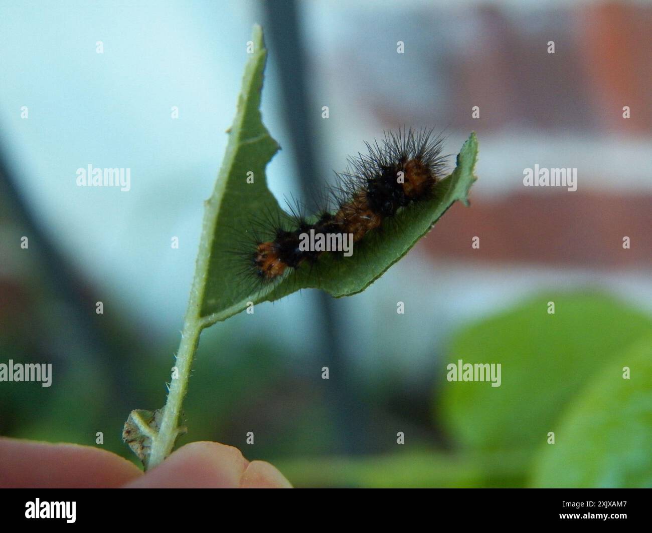 Giant Leopard Moth (Hypercompe scribonia) Insecta Stock Photo - Alamy