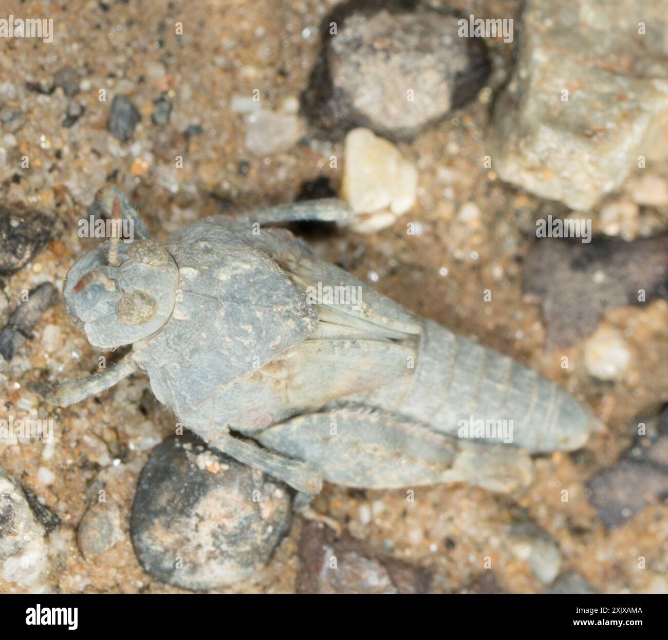Cream Grasshopper (Cibolacris parviceps) Insecta Stock Photo - Alamy