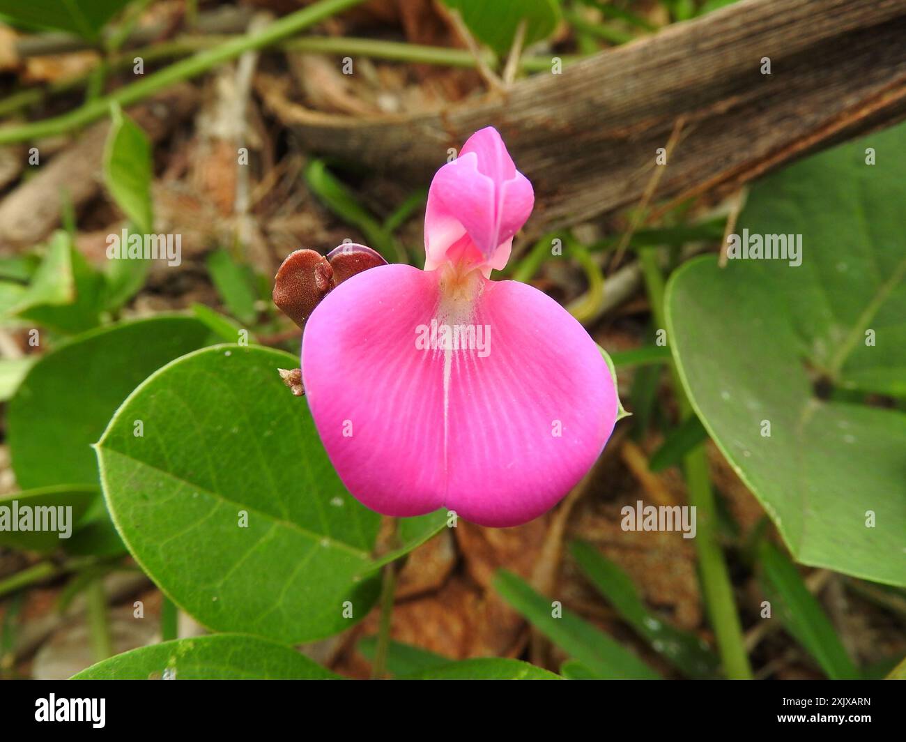 Beach Bean (Canavalia rosea) Plantae Stock Photo - Alamy