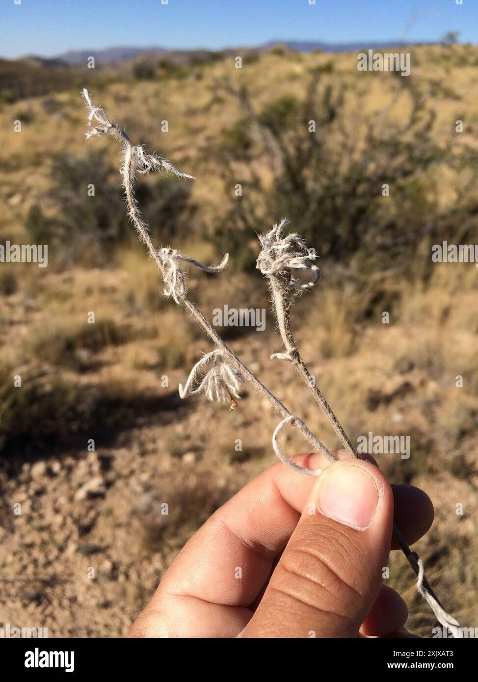 James' cryptantha (Cryptantha cinerea) Plantae Stock Photo - Alamy